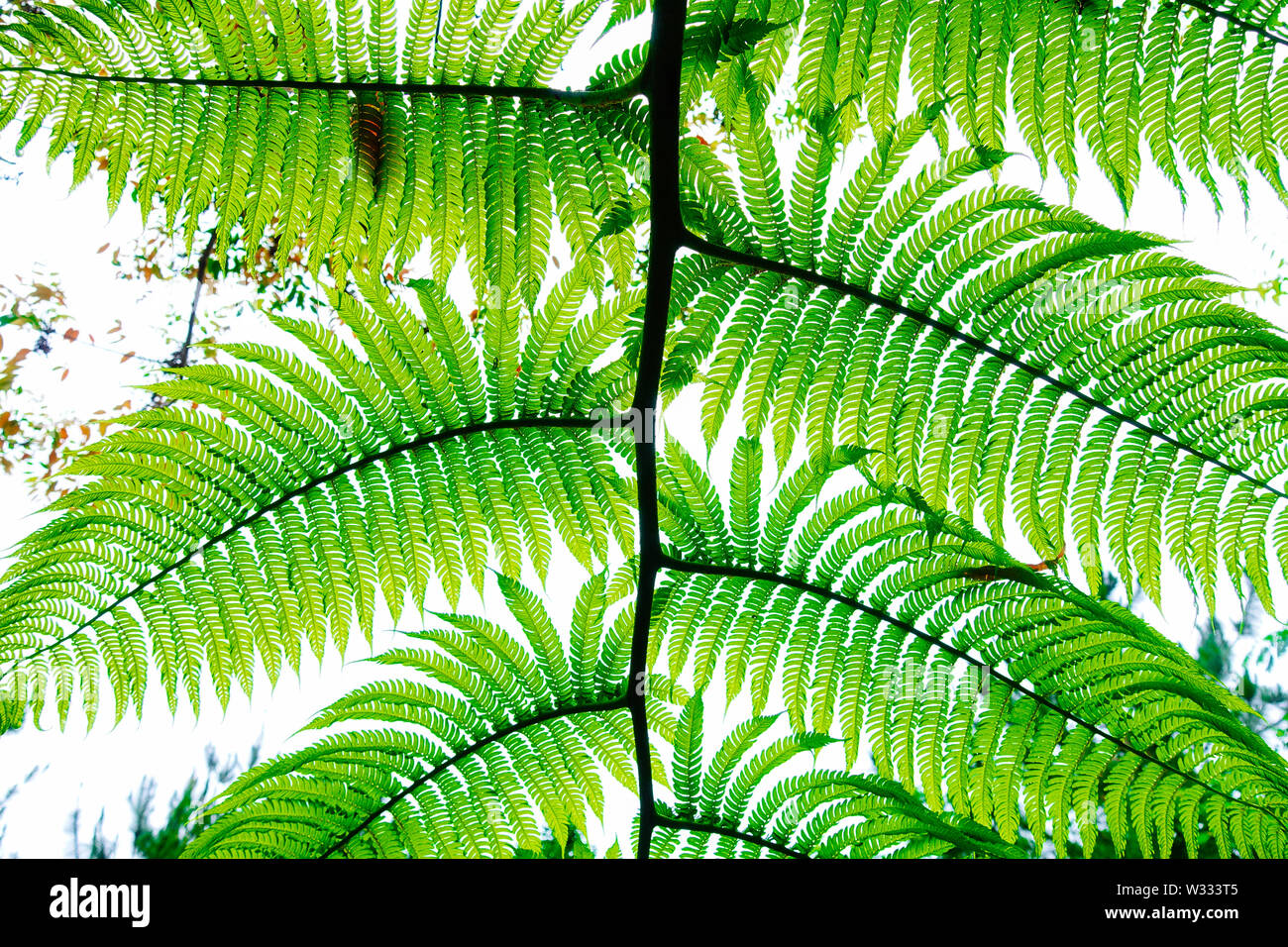Cyathea spinulosa hi-res stock photography and images - Alamy