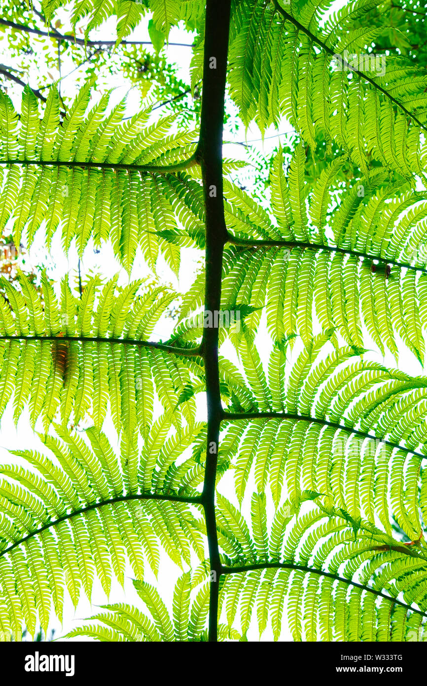 Cyathea spinulosa hi-res stock photography and images - Alamy