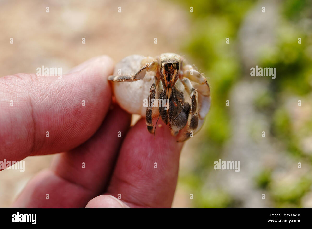 Left hand crab hi-res stock photography and images - Alamy