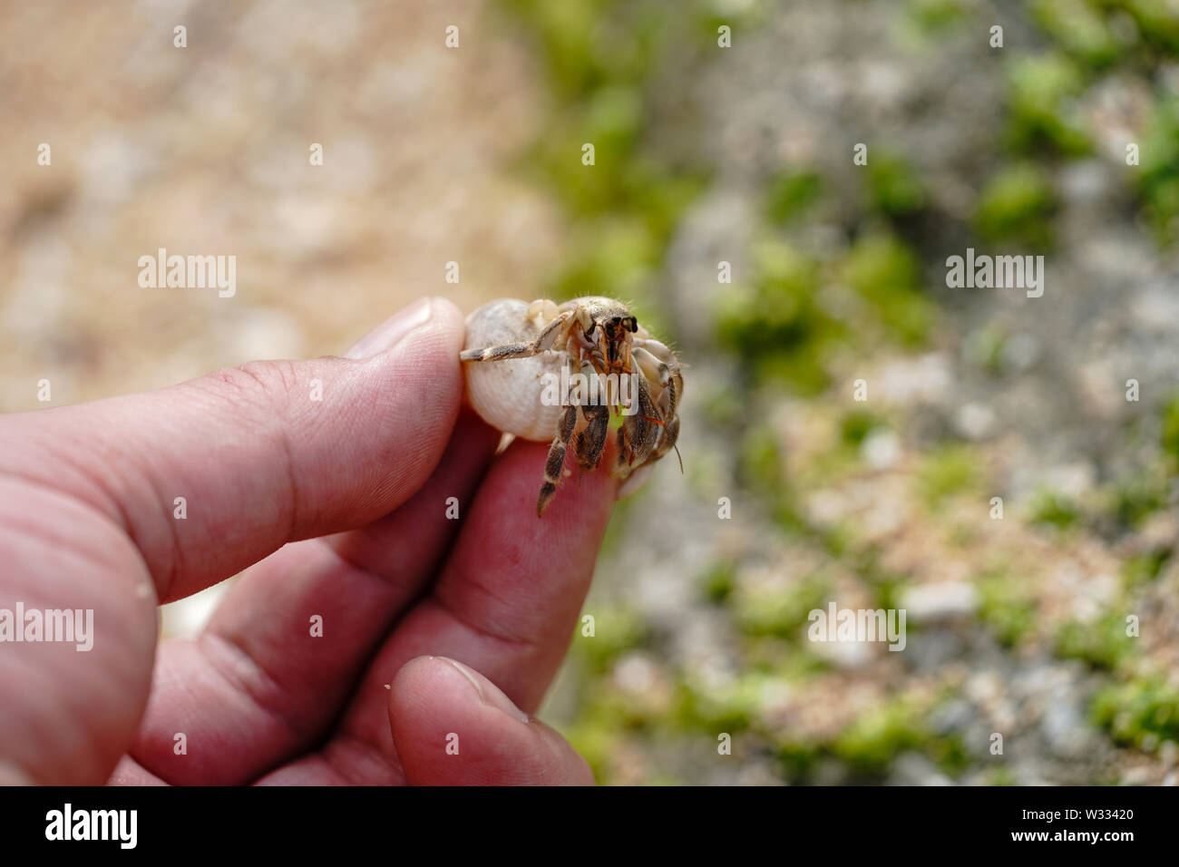 Left hand crab hi-res stock photography and images - Alamy