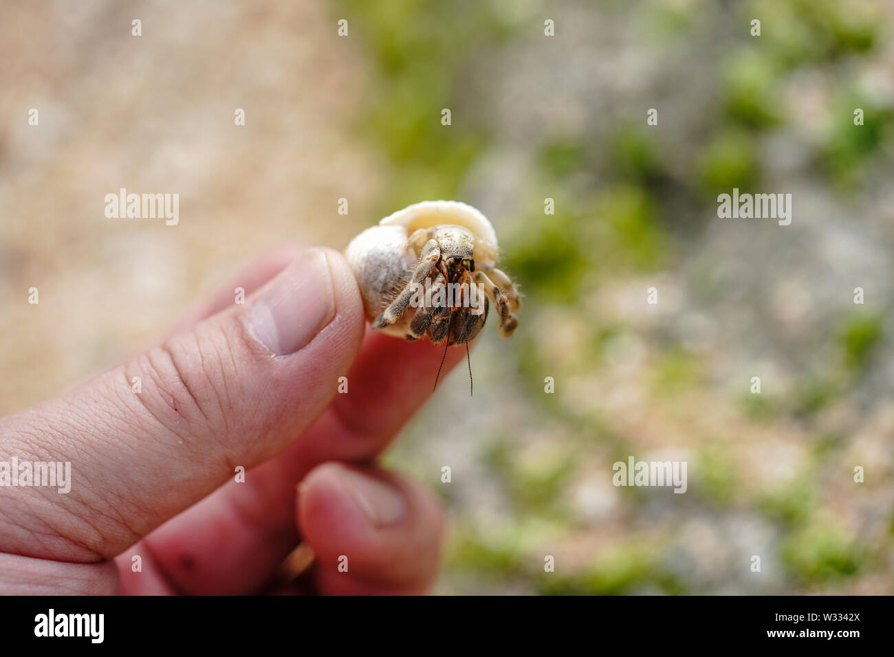 Left hand crab hi-res stock photography and images - Alamy