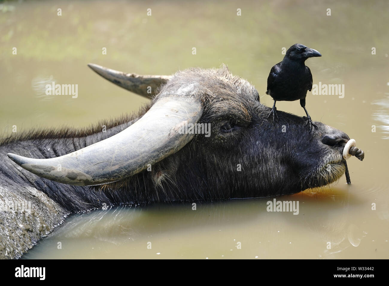 Water buffalo and crow Stock Photo - Alamy