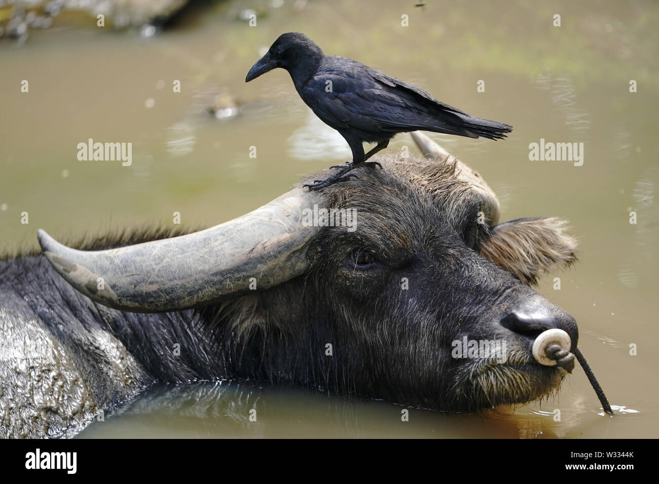 Water buffalo and crow Stock Photo - Alamy