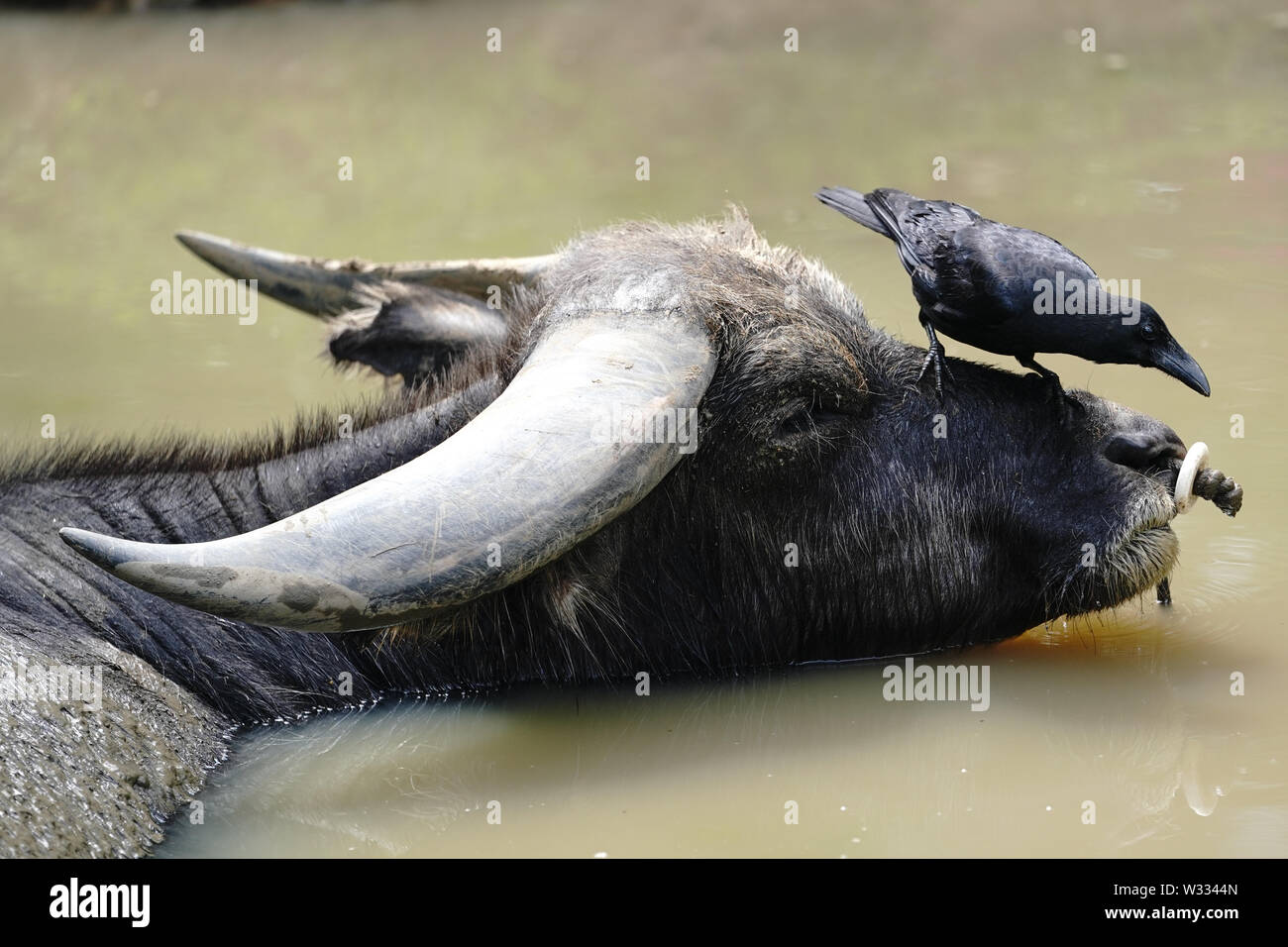 Crow and buffalo hi-res stock photography and images - Alamy