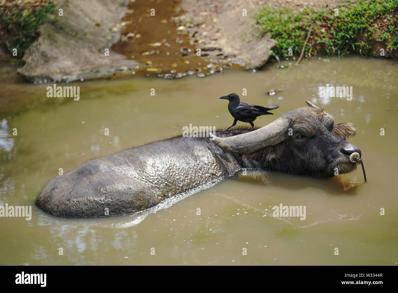 Water buffalo and crow Stock Photo - Alamy