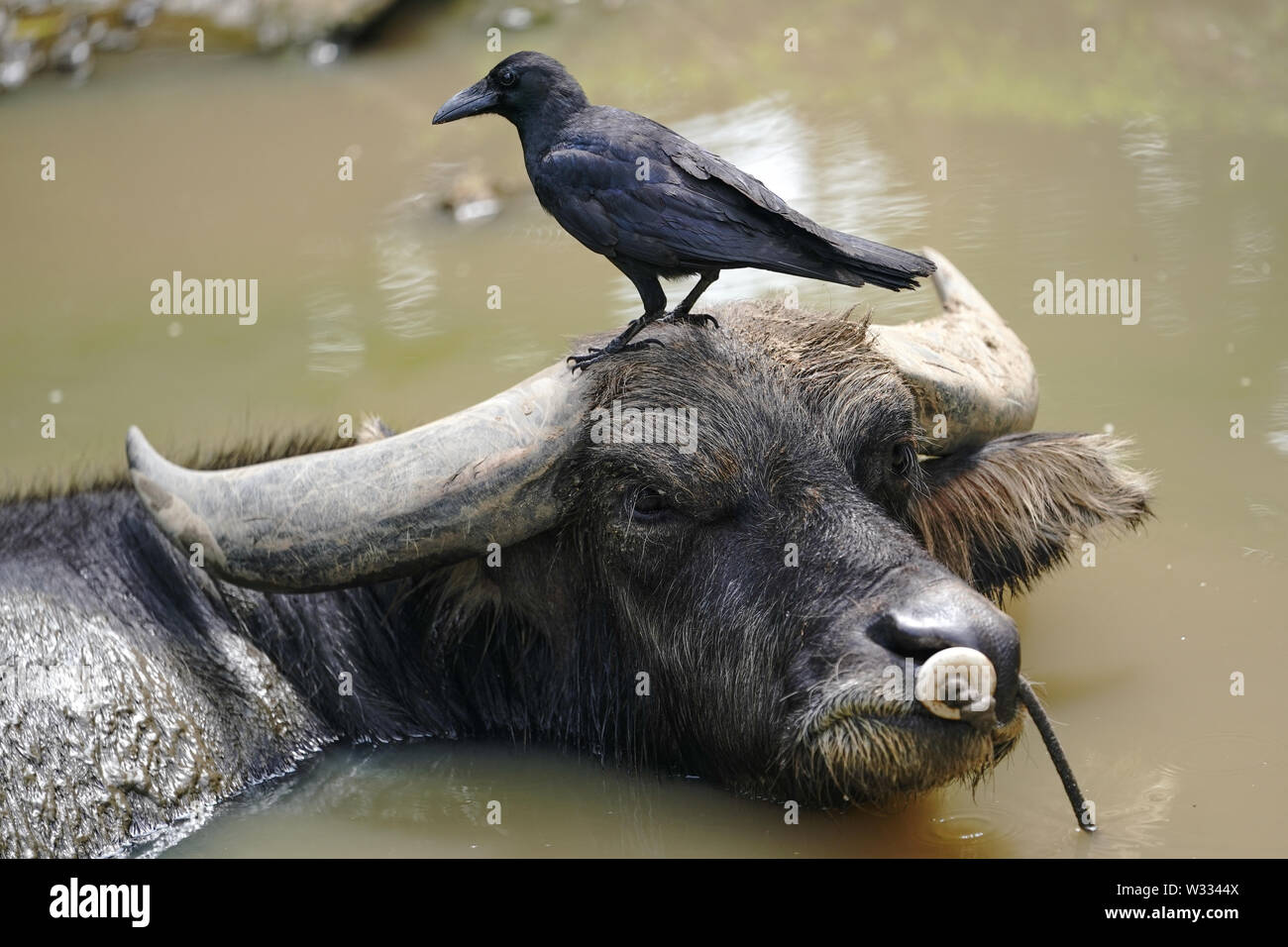 Water buffalo and crow Stock Photo - Alamy