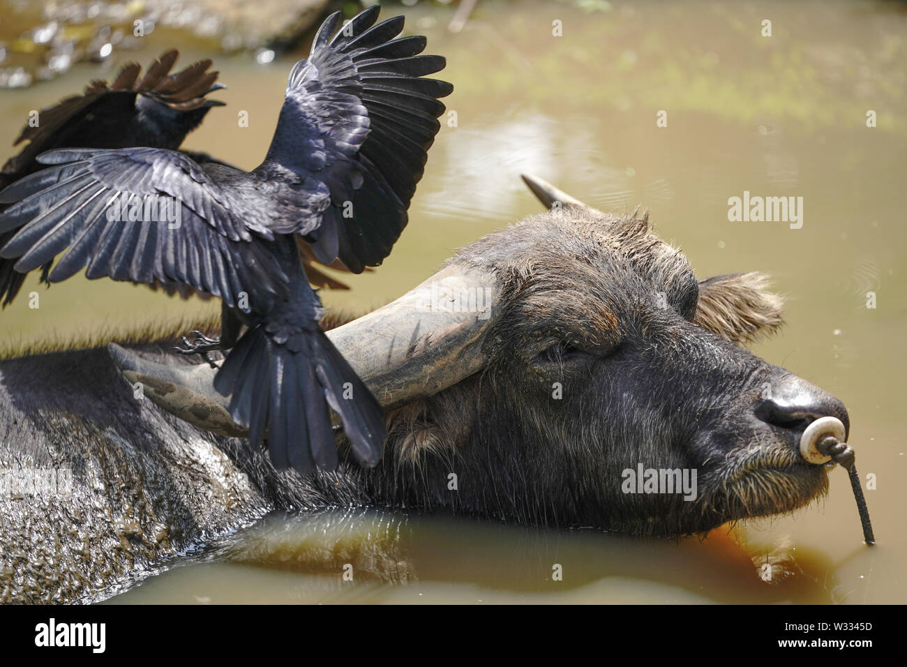 Water buffalo and crow Stock Photo - Alamy
