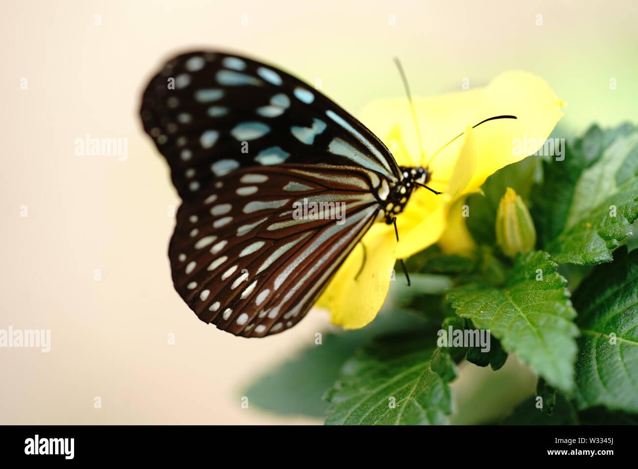 Ceylon blue glassy tiger Stock Photo - Alamy