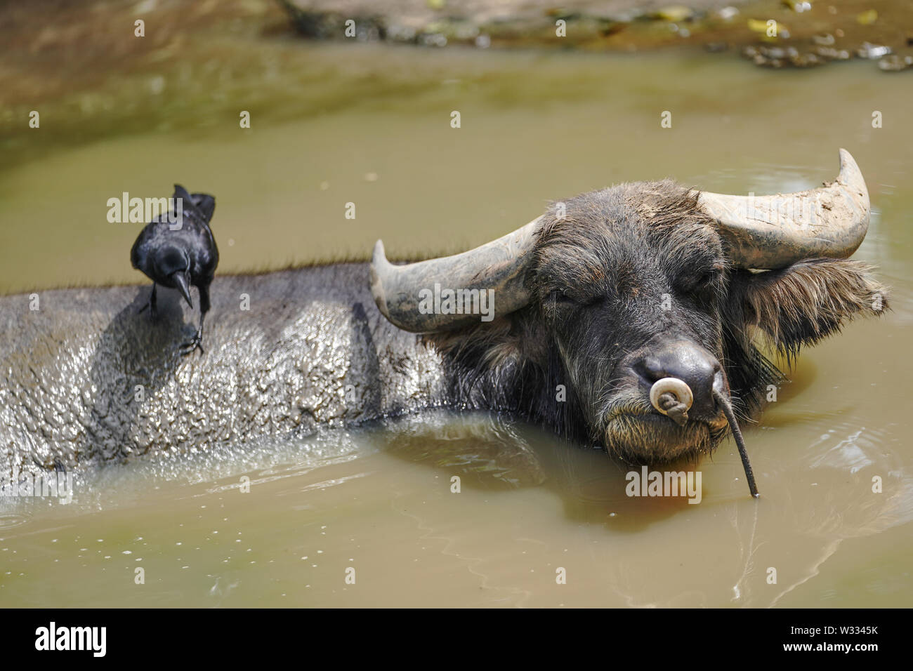 Water buffalo and crow Stock Photo - Alamy