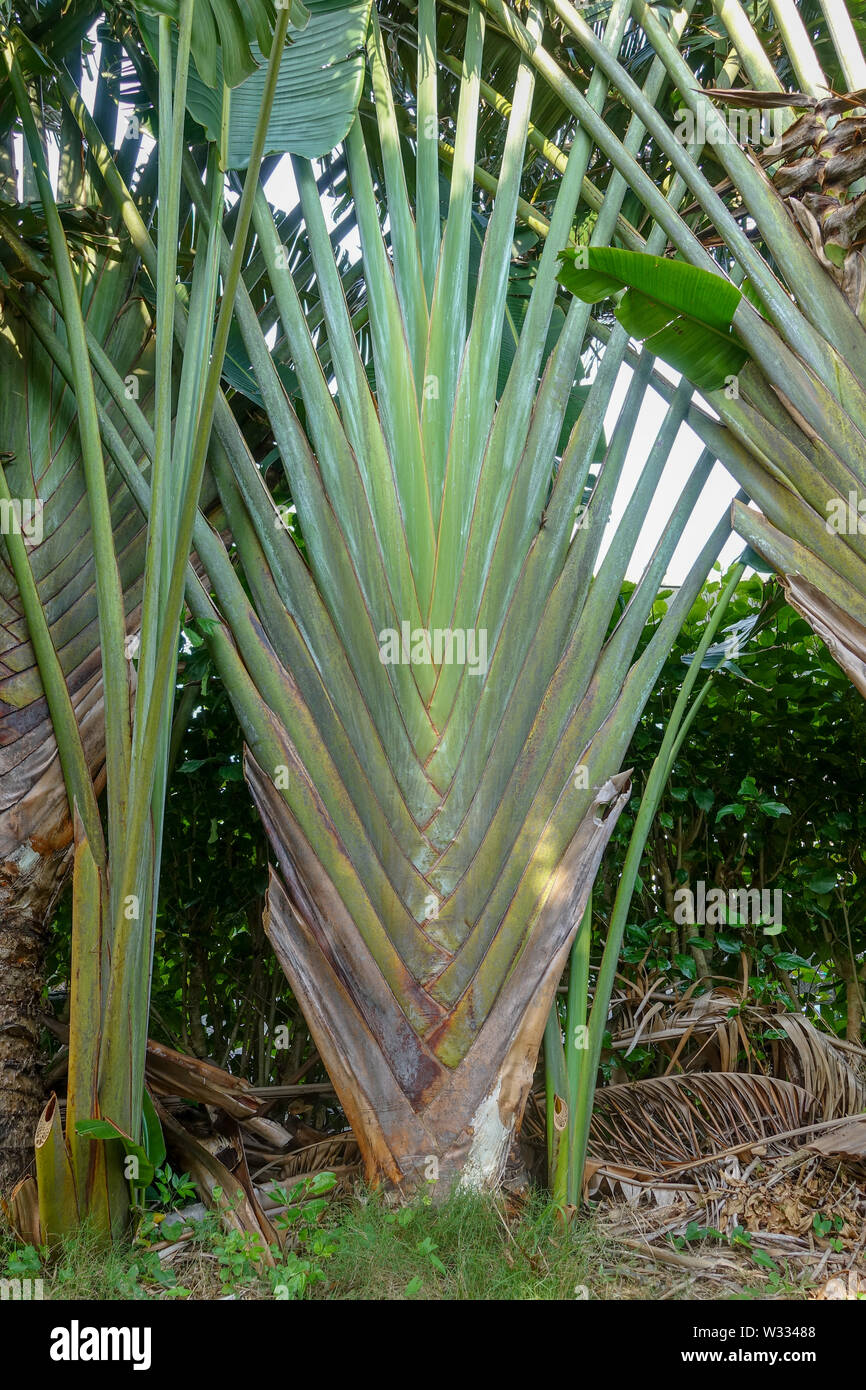 Yaeyama palm tree hi-res stock photography and images - Alamy
