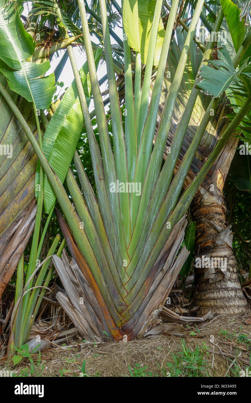 Yaeyama palm tree hi-res stock photography and images - Alamy