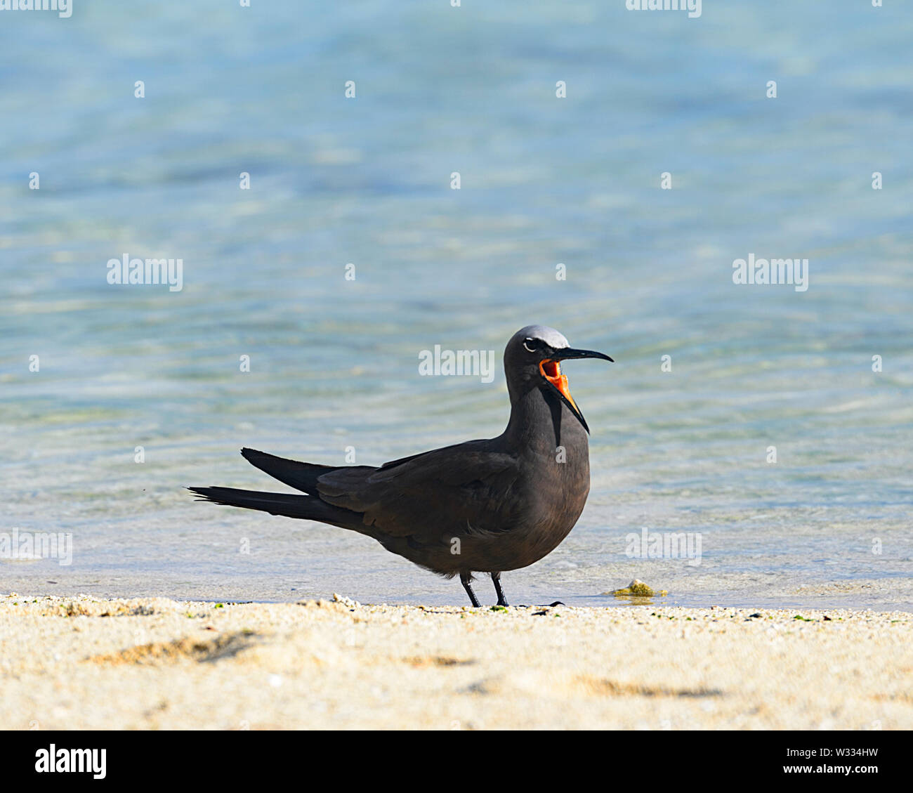 Brown Noddy (Anous stolidus) with its beak open on the beach, Aitutaki ...