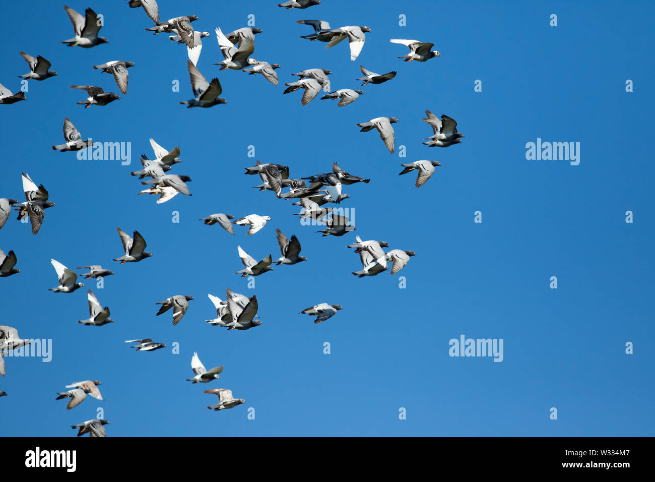 Pigeon liberation hi-res stock photography and images - Alamy