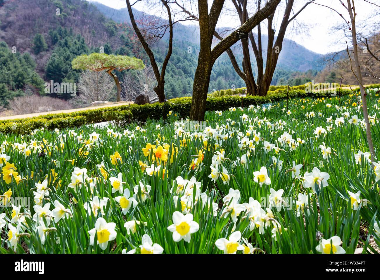 Beautiful nature in spring, fresh tree and floowers 185 Stock Photo - Alamy