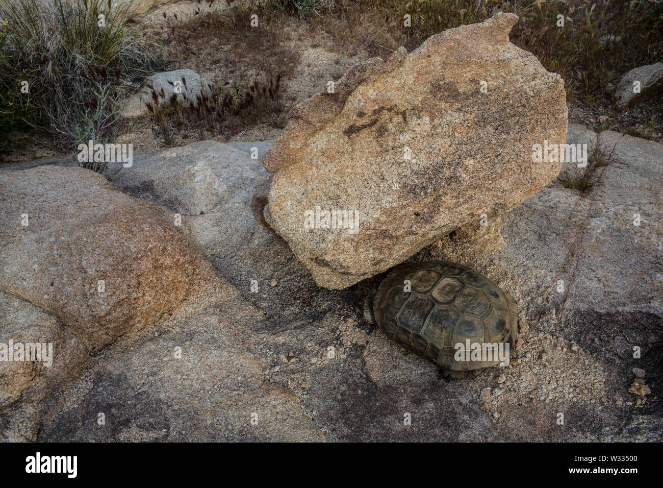 Turtle tree hi-res stock photography and images - Alamy