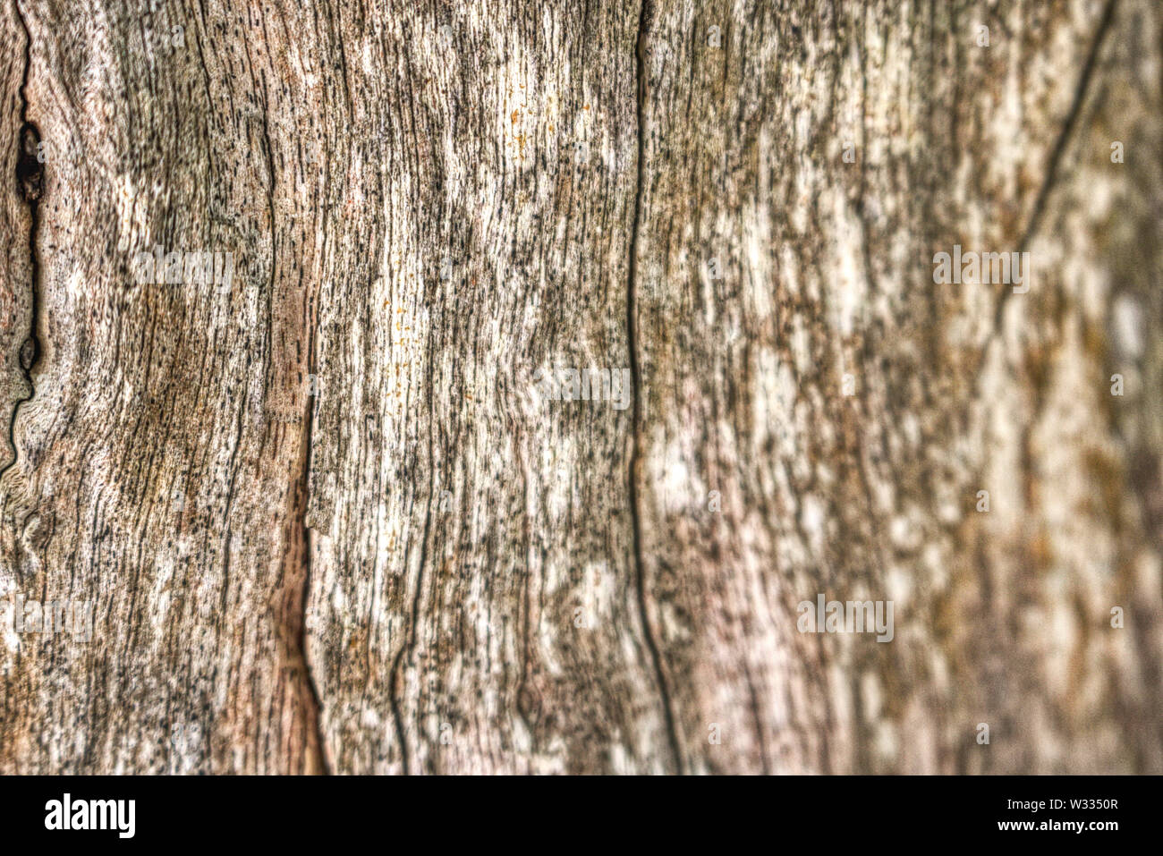 This unique photo shows the wooden structure of a tree bark. This ...