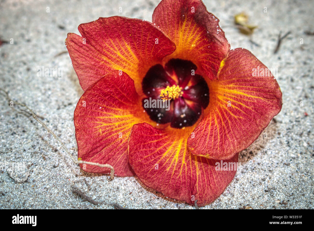 This unique photo shows A red exotic flower lying in the sand. This ...