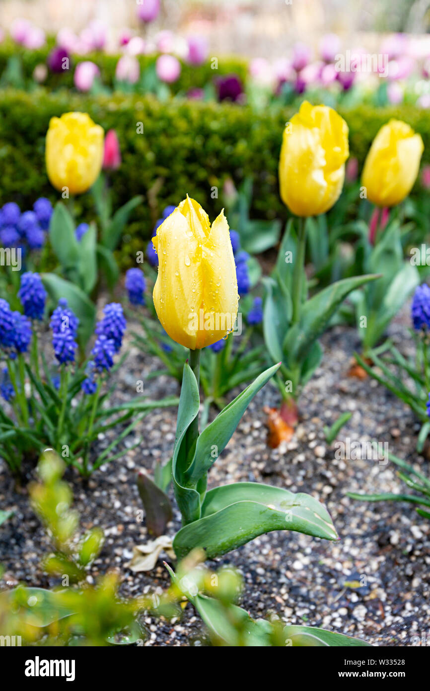 Beautiful nature in spring, fresh tree and floowers 112 Stock Photo - Alamy