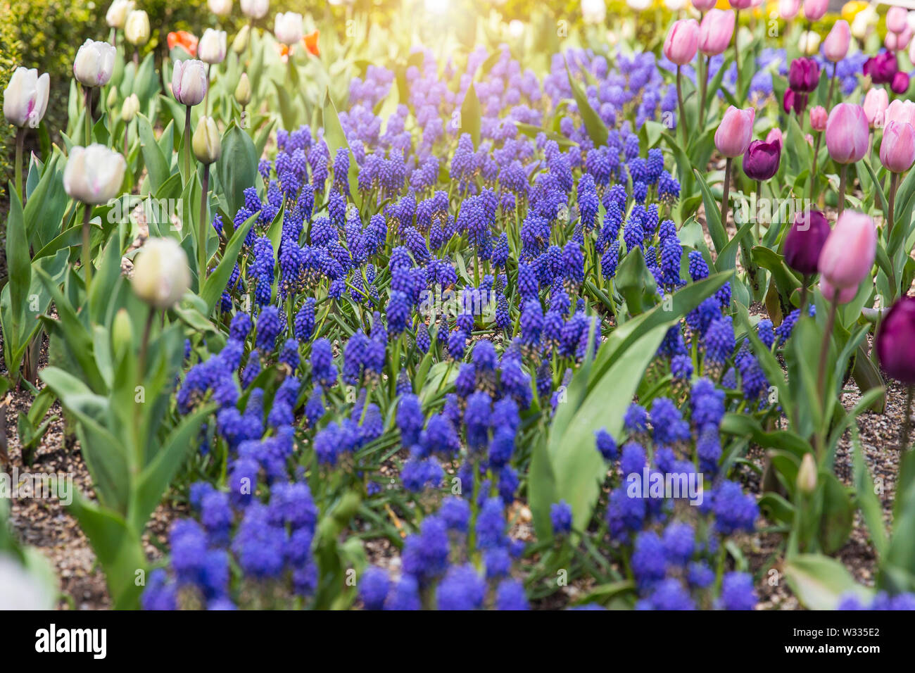 Beautiful nature in spring, fresh tree and floowers 021 Stock Photo - Alamy