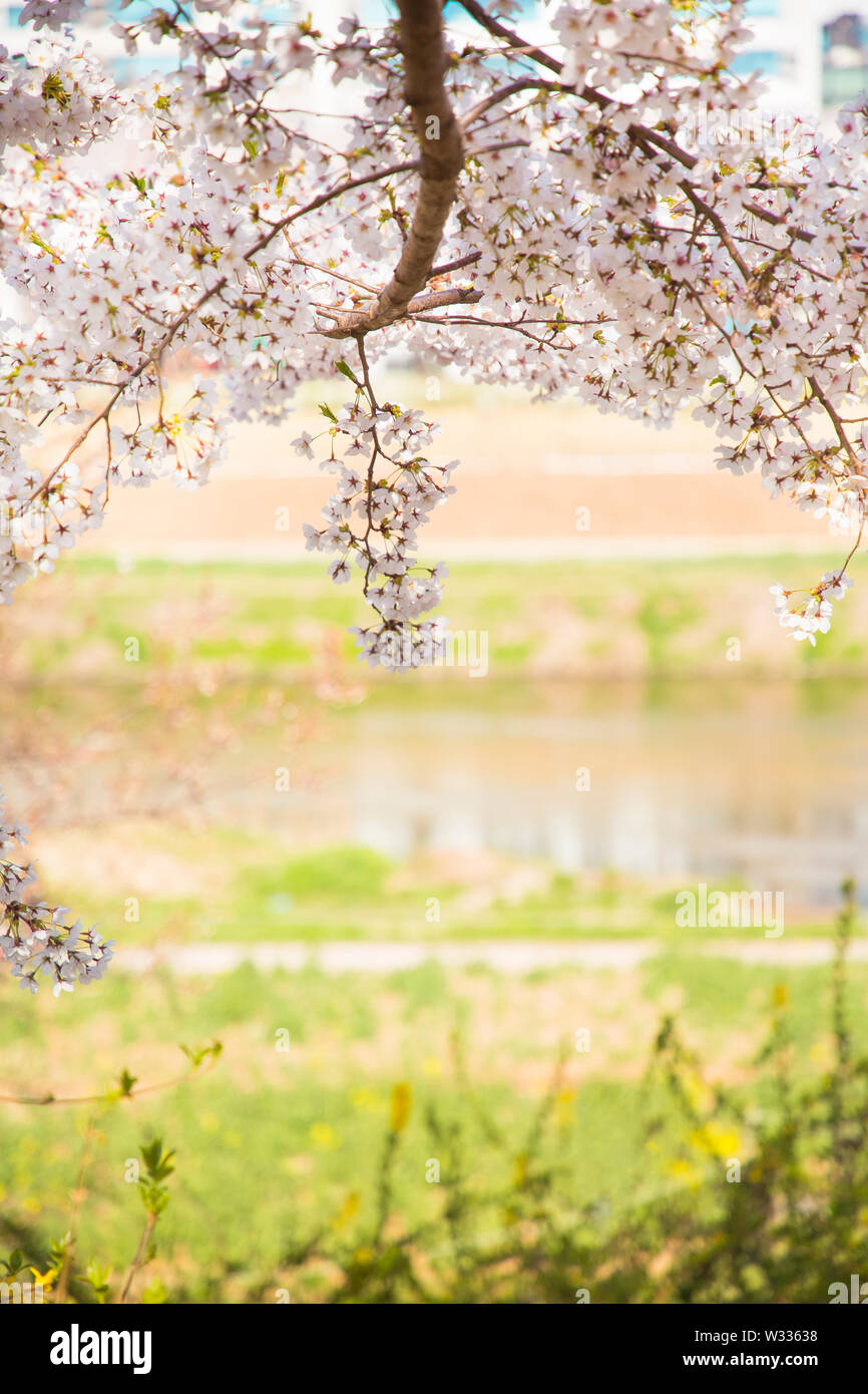 Beautiful cherry blossom, blooming tree in spring time 061 Stock Photo ...