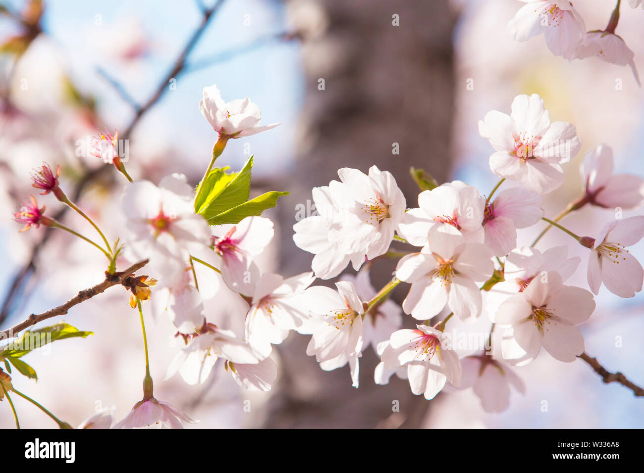 Beautiful cherry blossom, blooming tree in spring time 029 Stock Photo ...