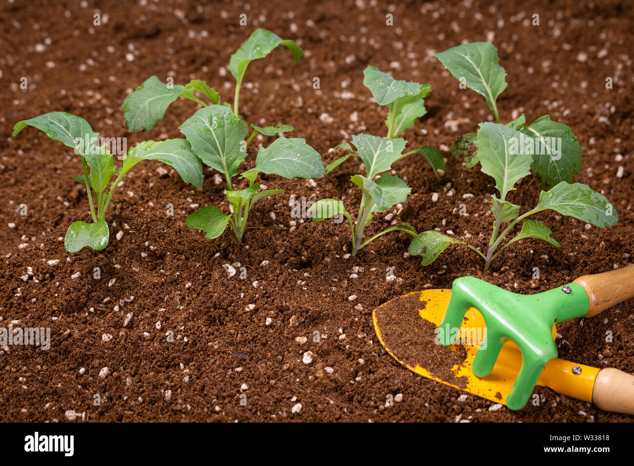 collection of healthy superfood, close up of various seeds 189 Stock ...