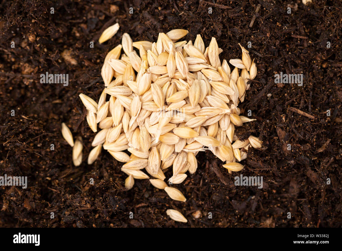 collection of healthy superfood, close up of various seeds 179 Stock ...