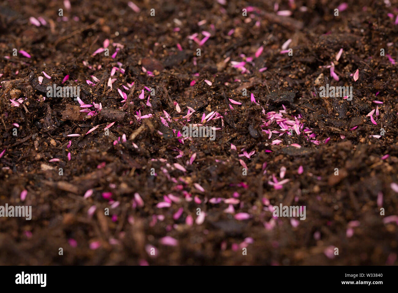 collection of healthy superfood, close up of various seeds 177 Stock ...