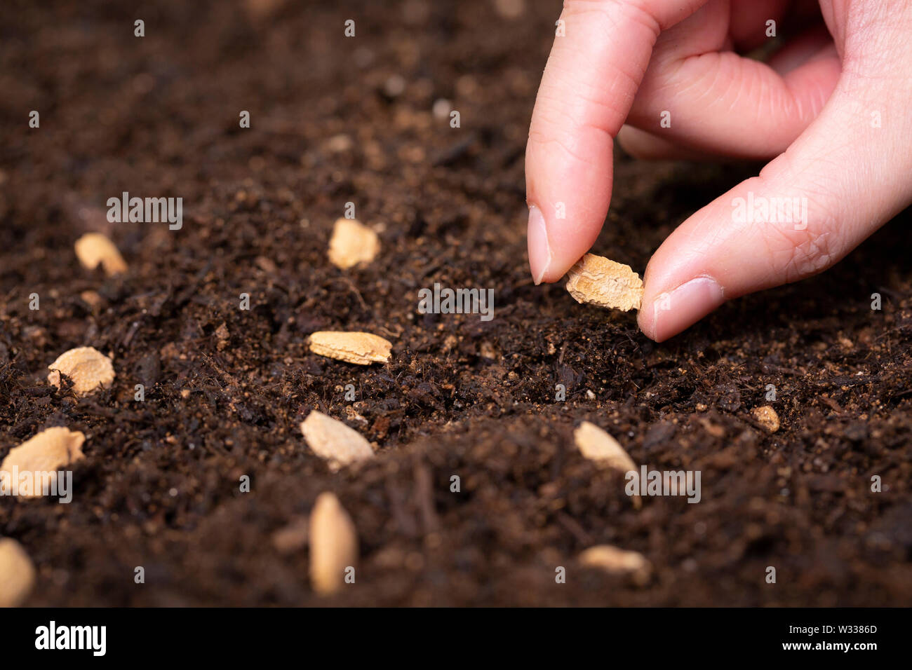collection of healthy superfood, close up of various seeds 159 Stock ...
