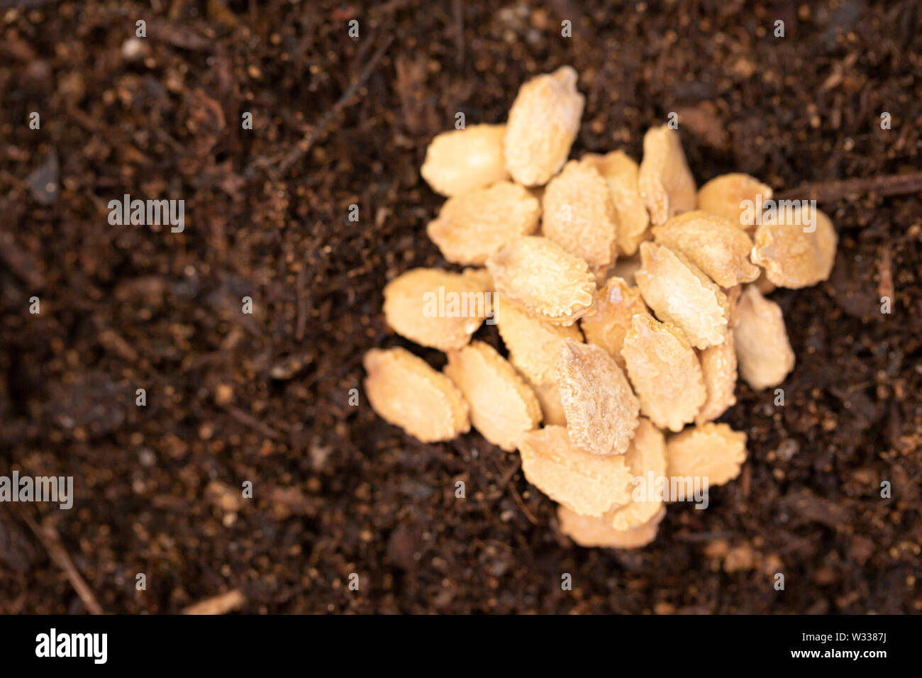collection of healthy superfood, close up of various seeds 150 Stock ...