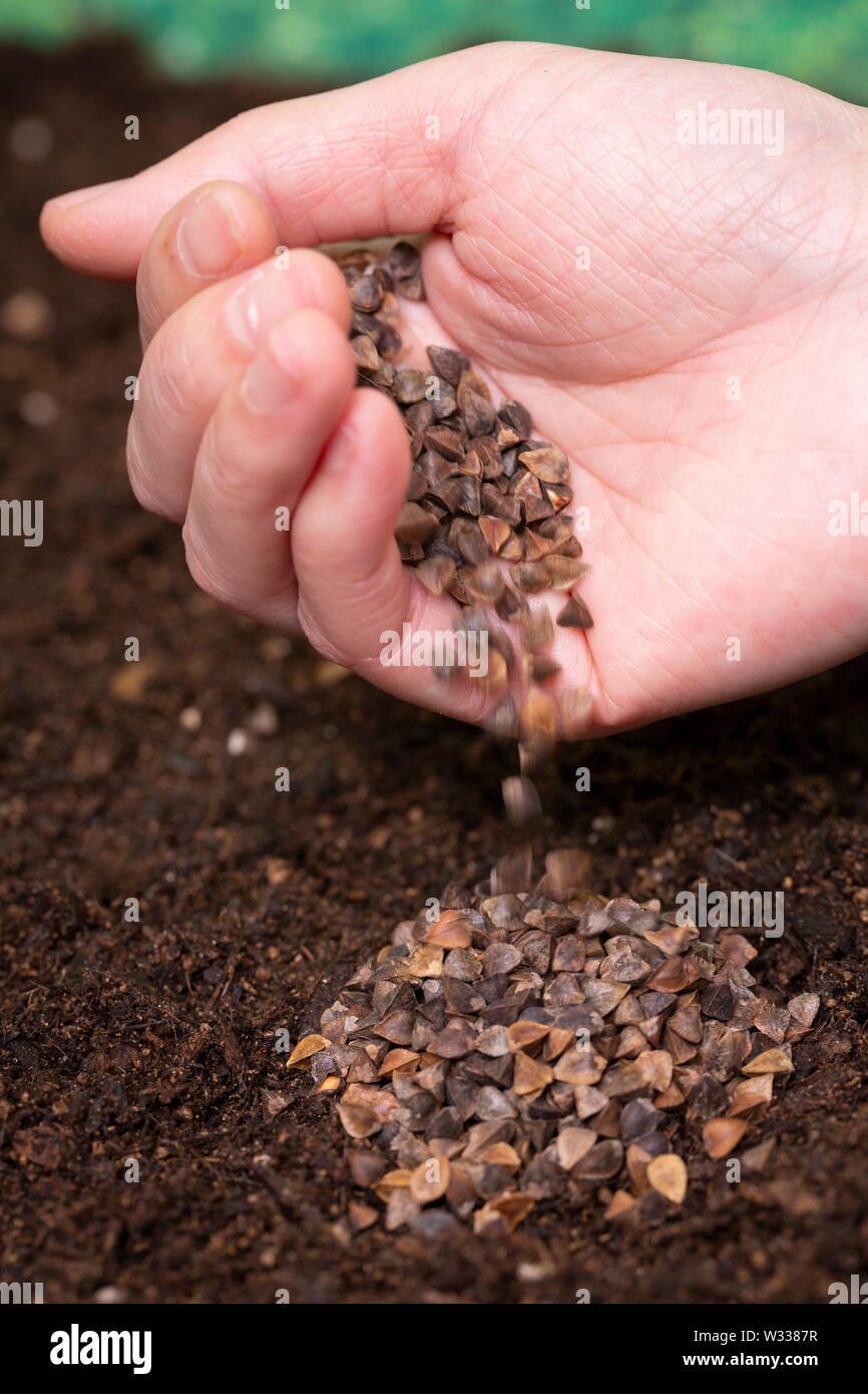 collection of healthy superfood, close up of various seeds 152 Stock ...