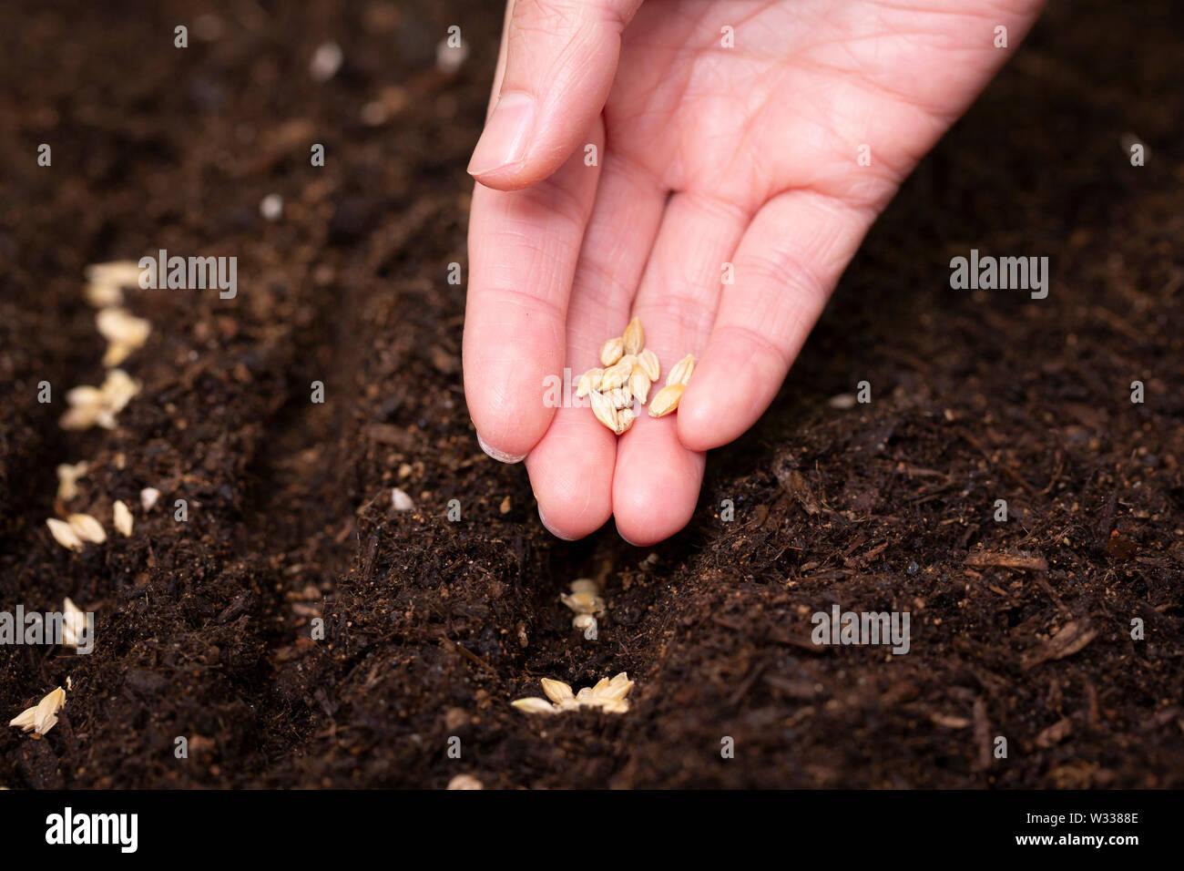 collection of healthy superfood, close up of various seeds 138 Stock ...