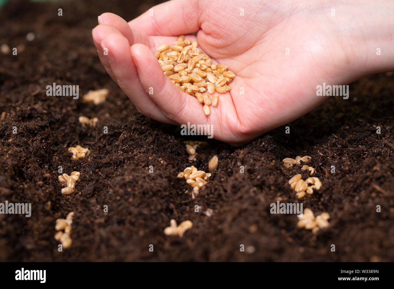 collection of healthy superfood, close up of various seeds 135 Stock ...