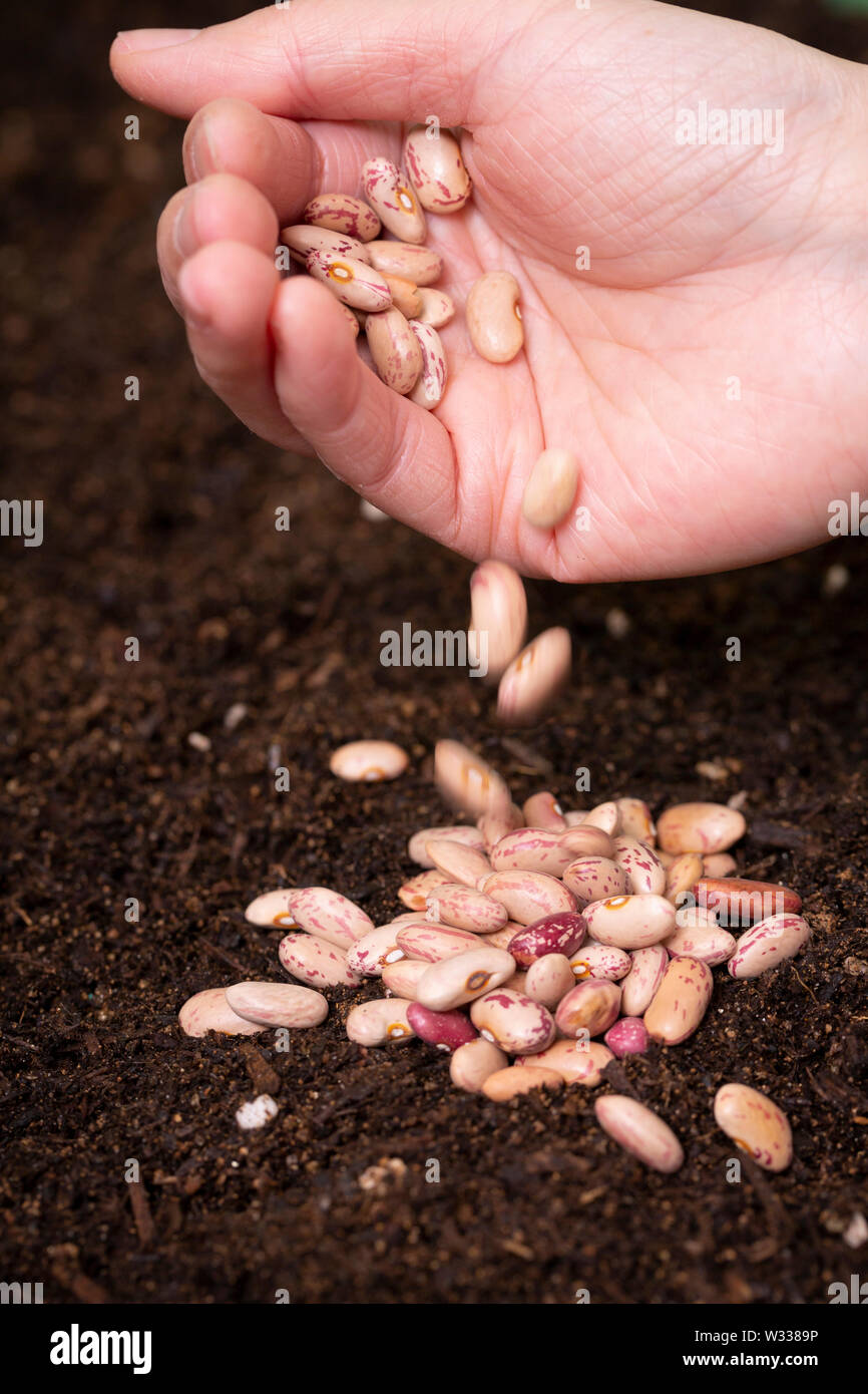 collection of healthy superfood, close up of various seeds 136 Stock ...