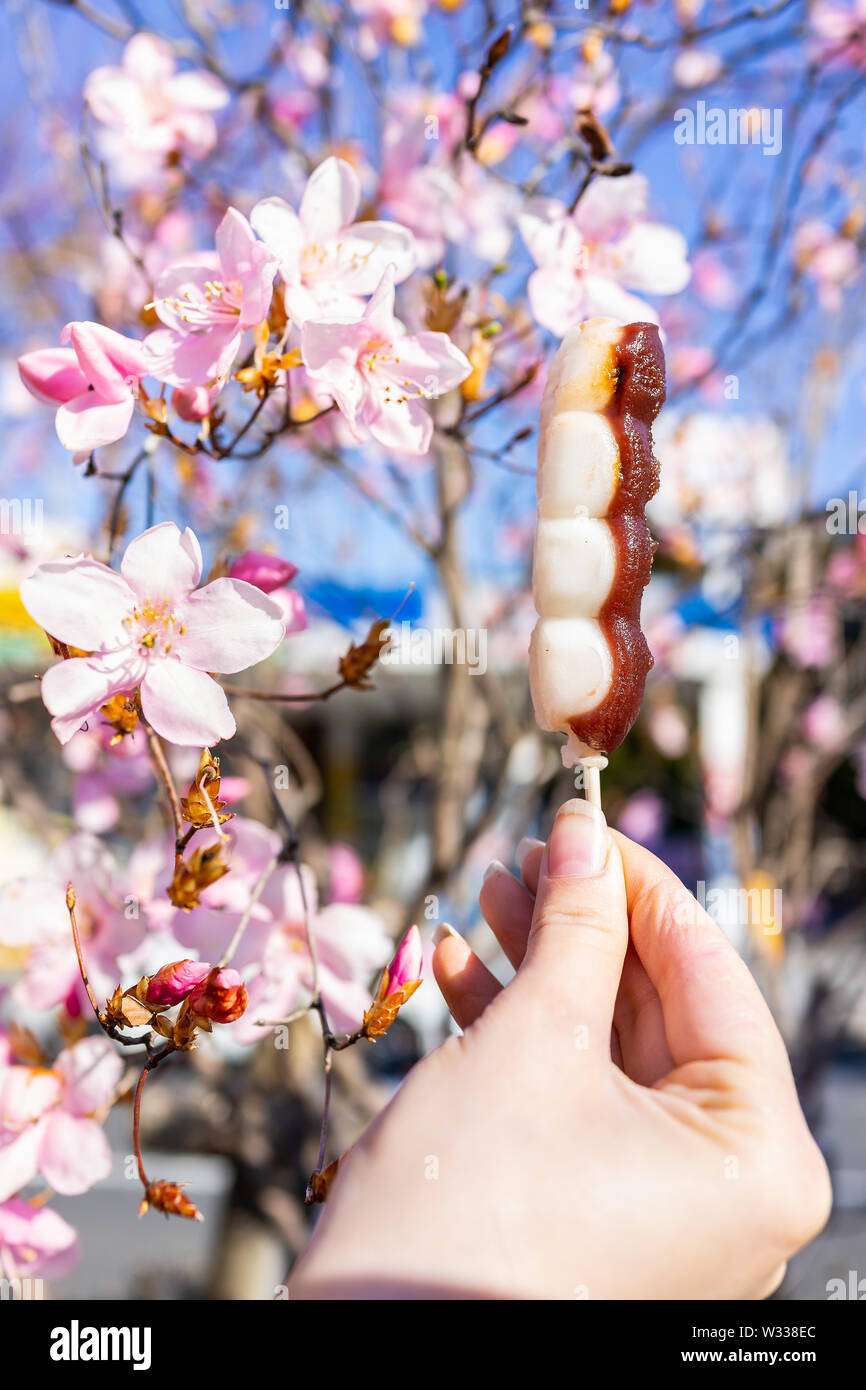 Closeup of pink cherry blossom or plum tree flowers in spring in Nikko ...
