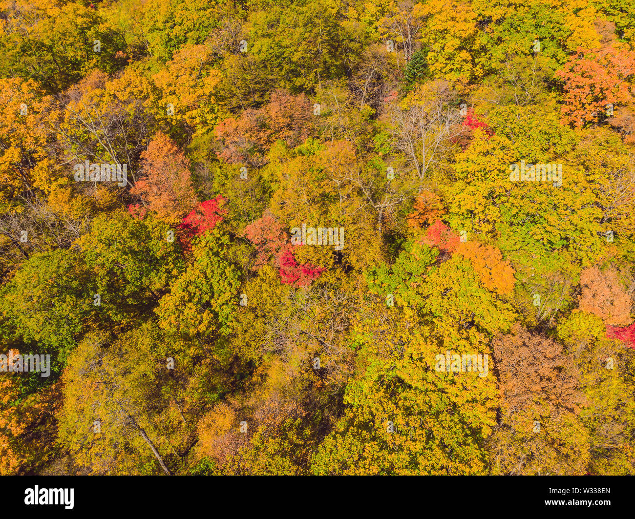 Aerial top down view of autumn forest with green and yellow trees ...