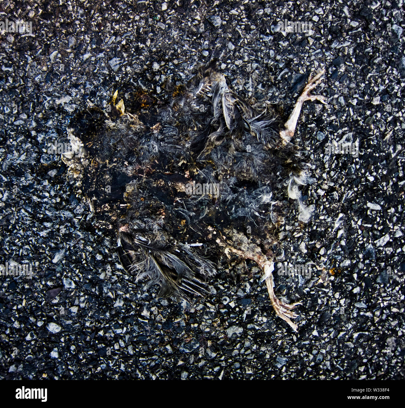 a dead bird lays smashed on the ground Stock Photo - Alamy