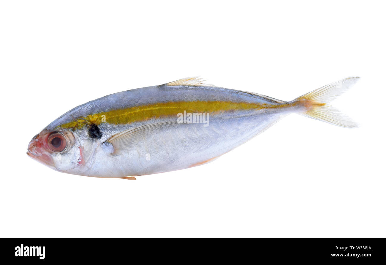Fresh mackerel fish isolated on white background Stock Photo - Alamy