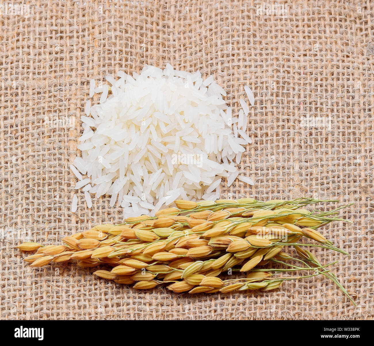 rice plants, grains of Thai jasmine rice Stock Photo - Alamy