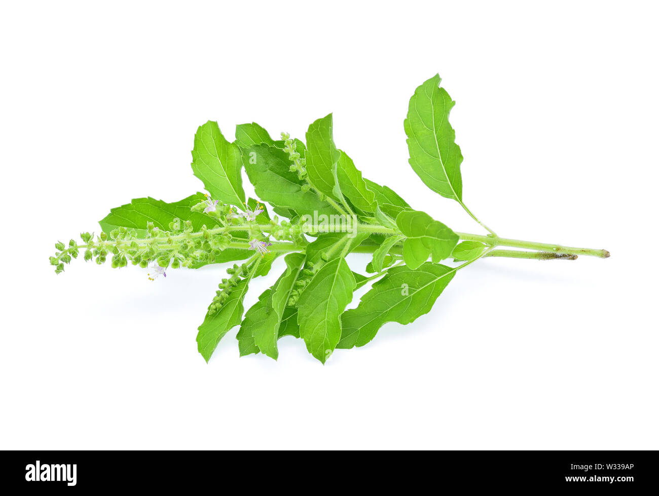 Basil flower on a white background Stock Photo - Alamy
