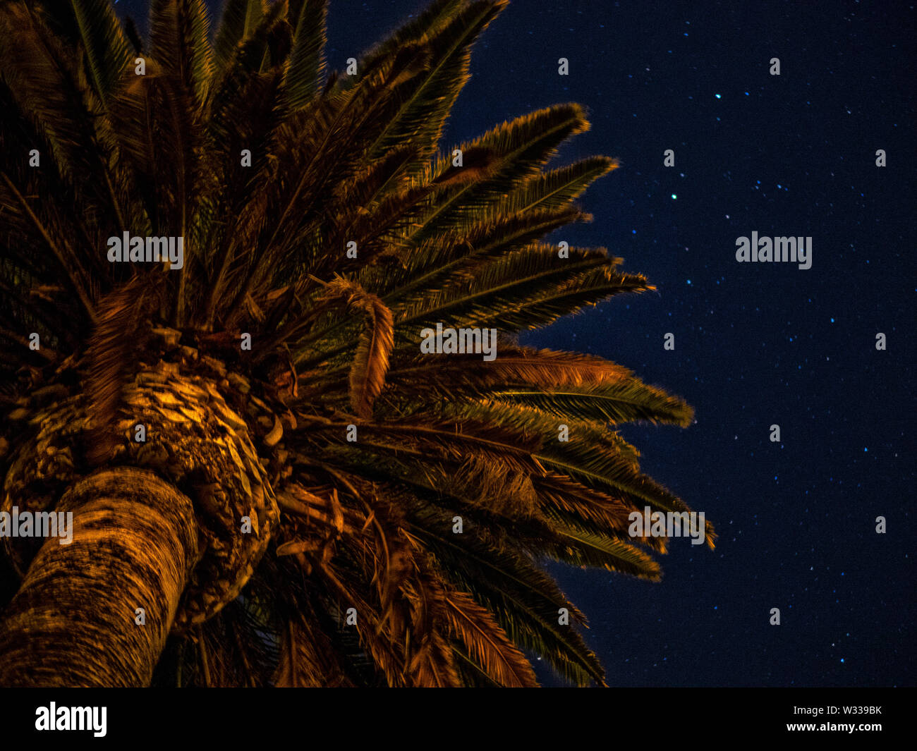 Palm Tree and Stars in California Stock Photo - Alamy