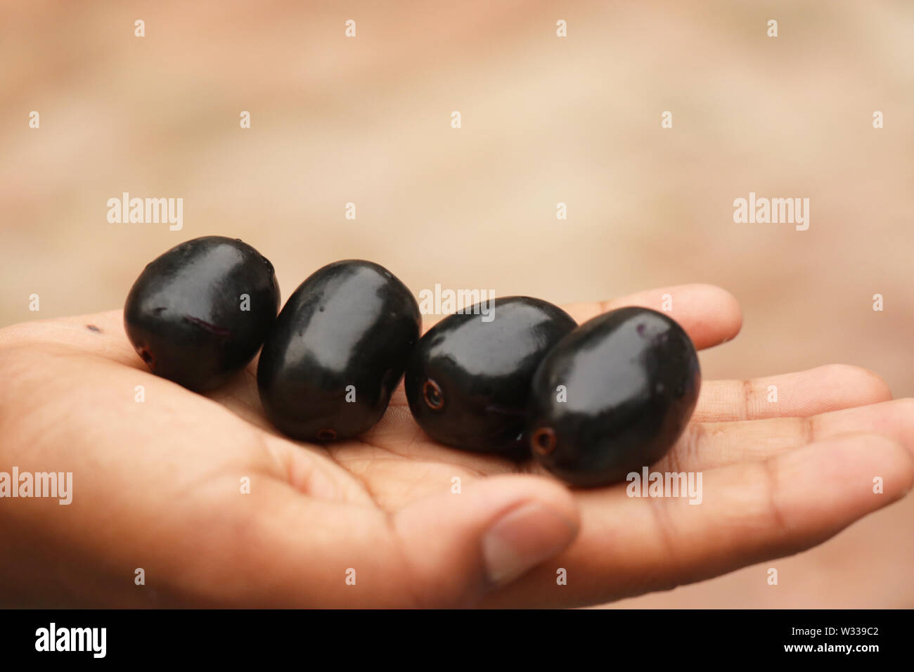 blu berry fruit must poisonous Stock Photo - Alamy
