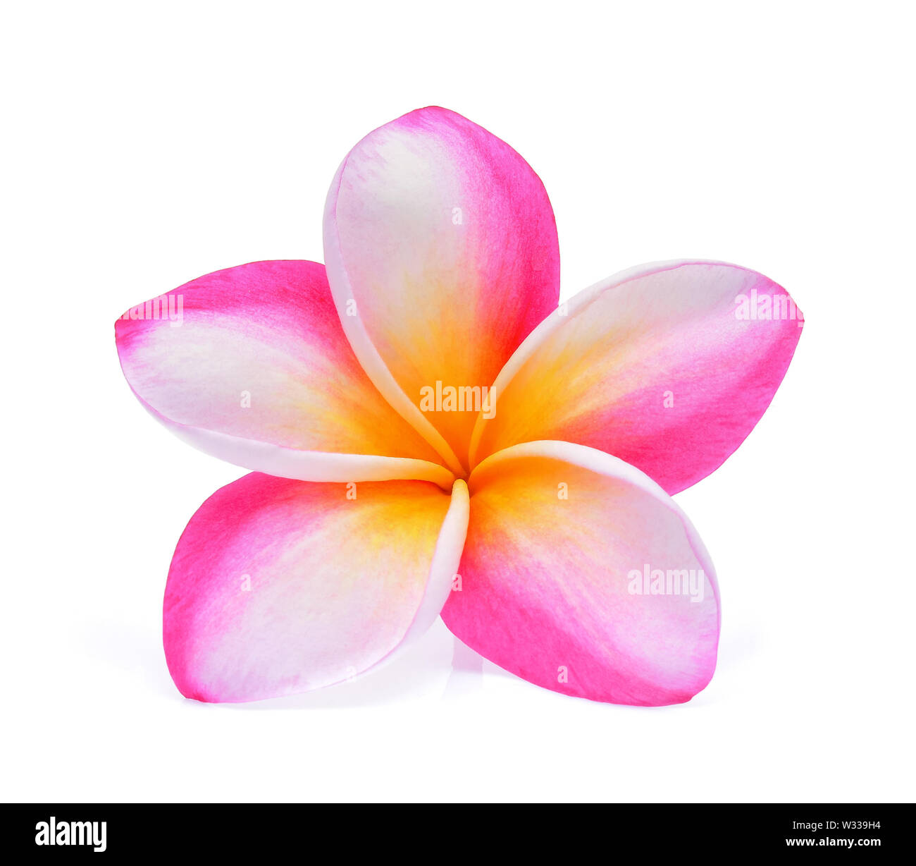 frangipani flower isolated on white background Stock Photo - Alamy