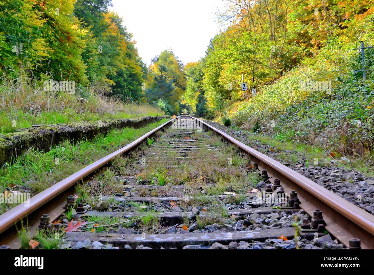 Railroads in a forest hi-res stock photography and images - Alamy
