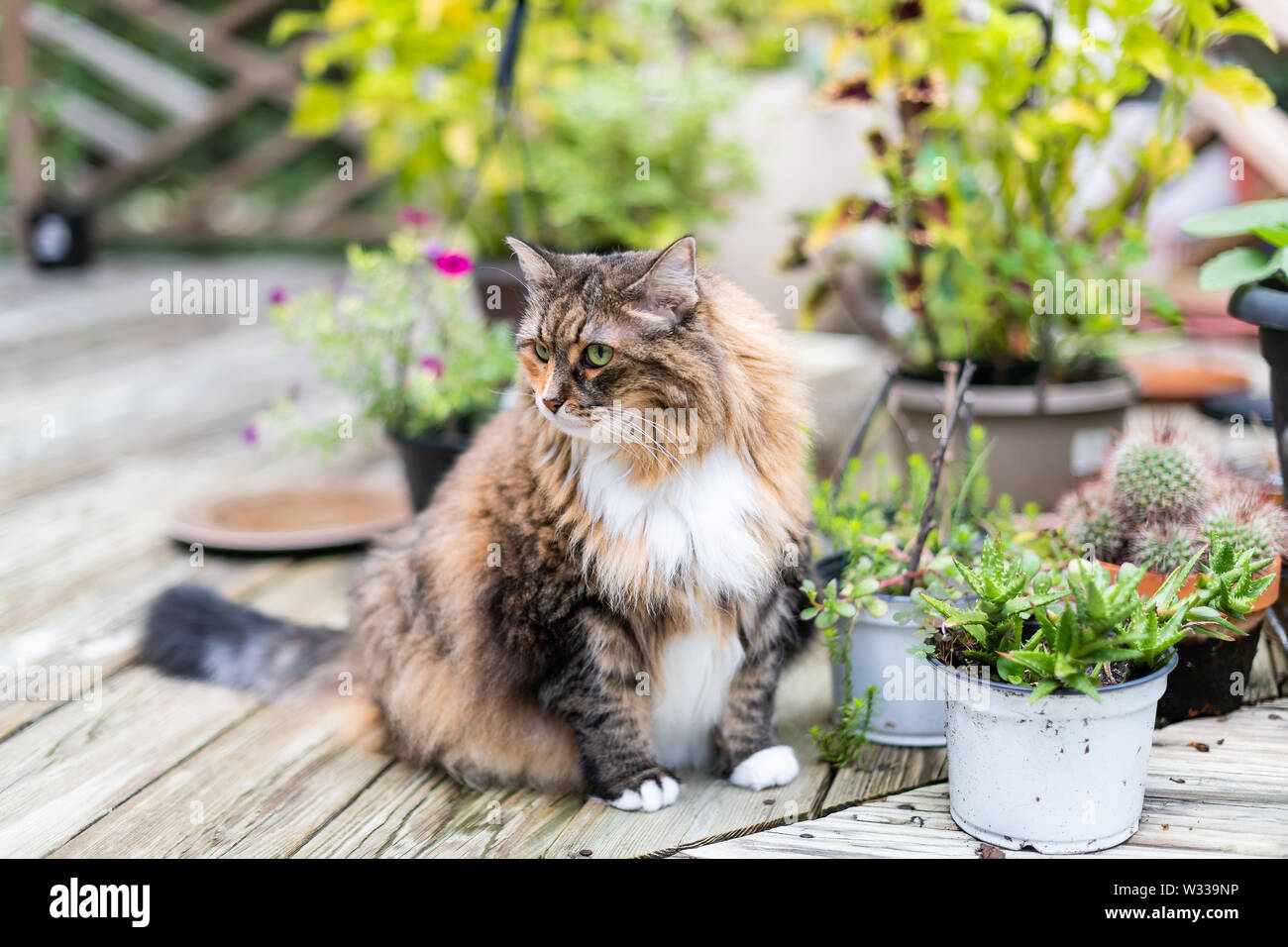 Calico maine coon cat sitting outside on deck by wooden fence and ...