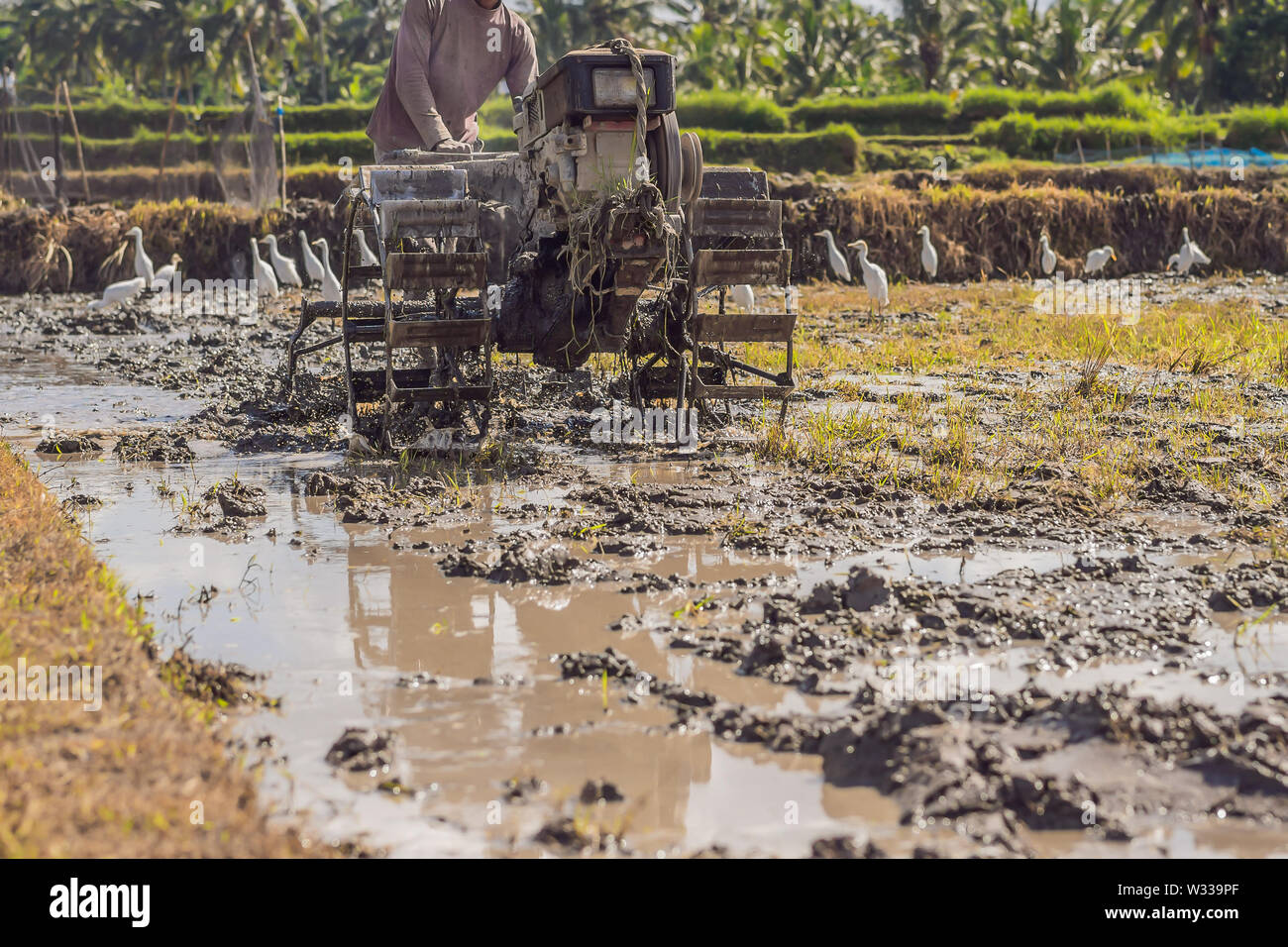 plows machine - Walking Tractor with green rice farm at sunny day Stock ...