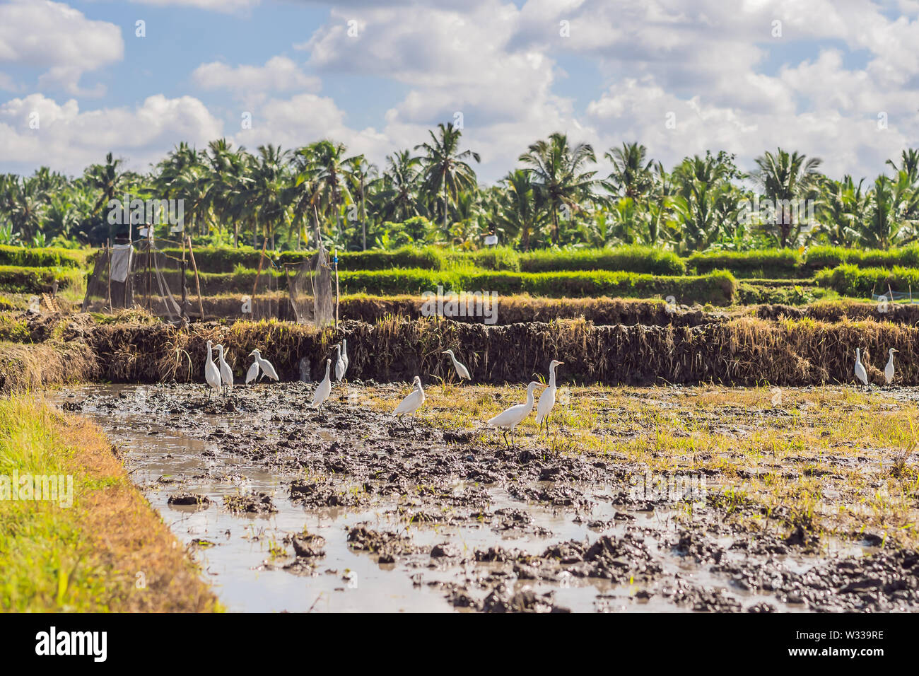 Farm tractor plowing rice field hi-res stock photography and images - Alamy