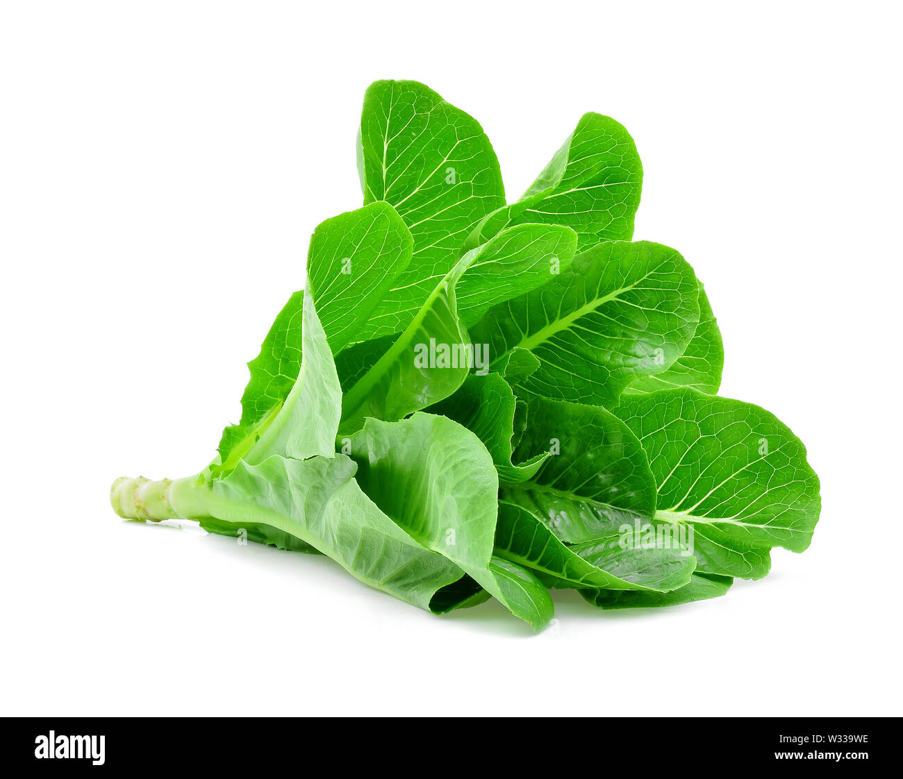 fresh baby cos (lettuce) on white background Stock Photo - Alamy