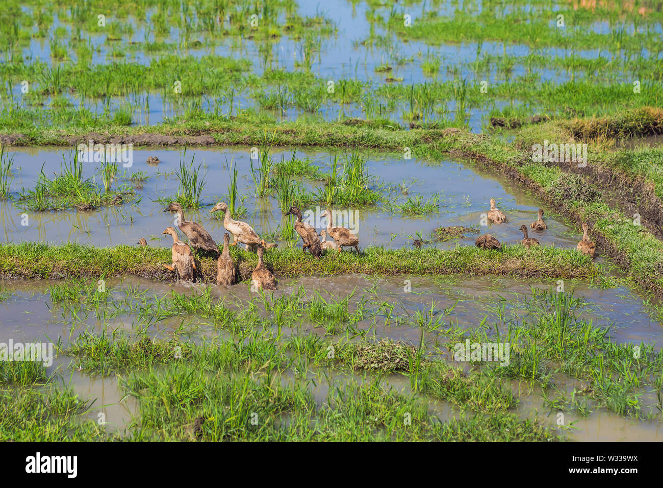 Ducks on a rice field, rural landscape, Bali Island, Indonesia Stock ...