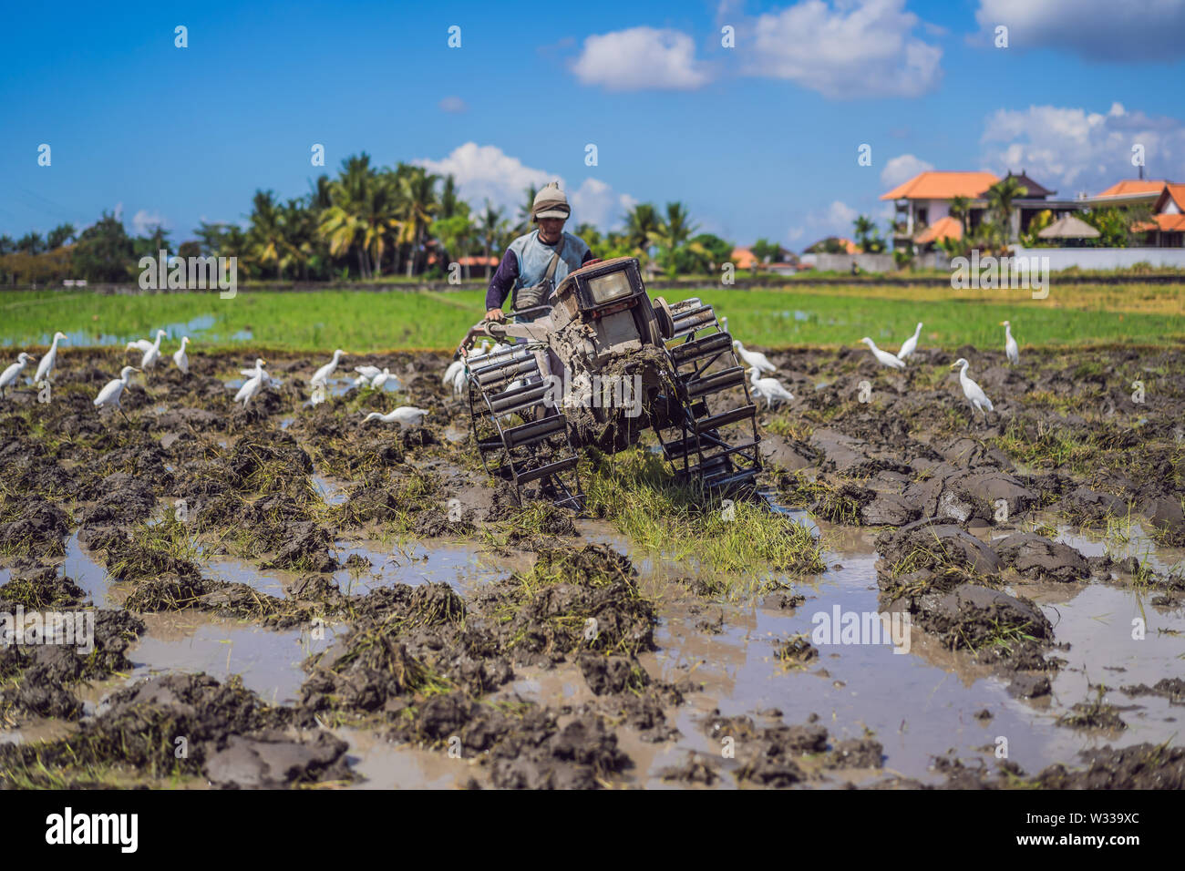 plows machine - Walking Tractor with green rice farm at sunny day Stock ...